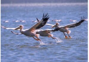 Lake Elementaita Wildlife Sanctuary | Park Entrance Fees | Activities ...