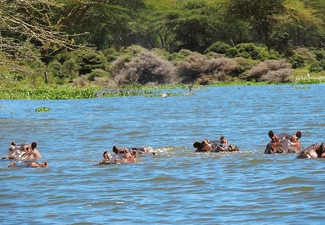 Ndere Island National Park | Location | Park Entrance Fees | Wildlife ...